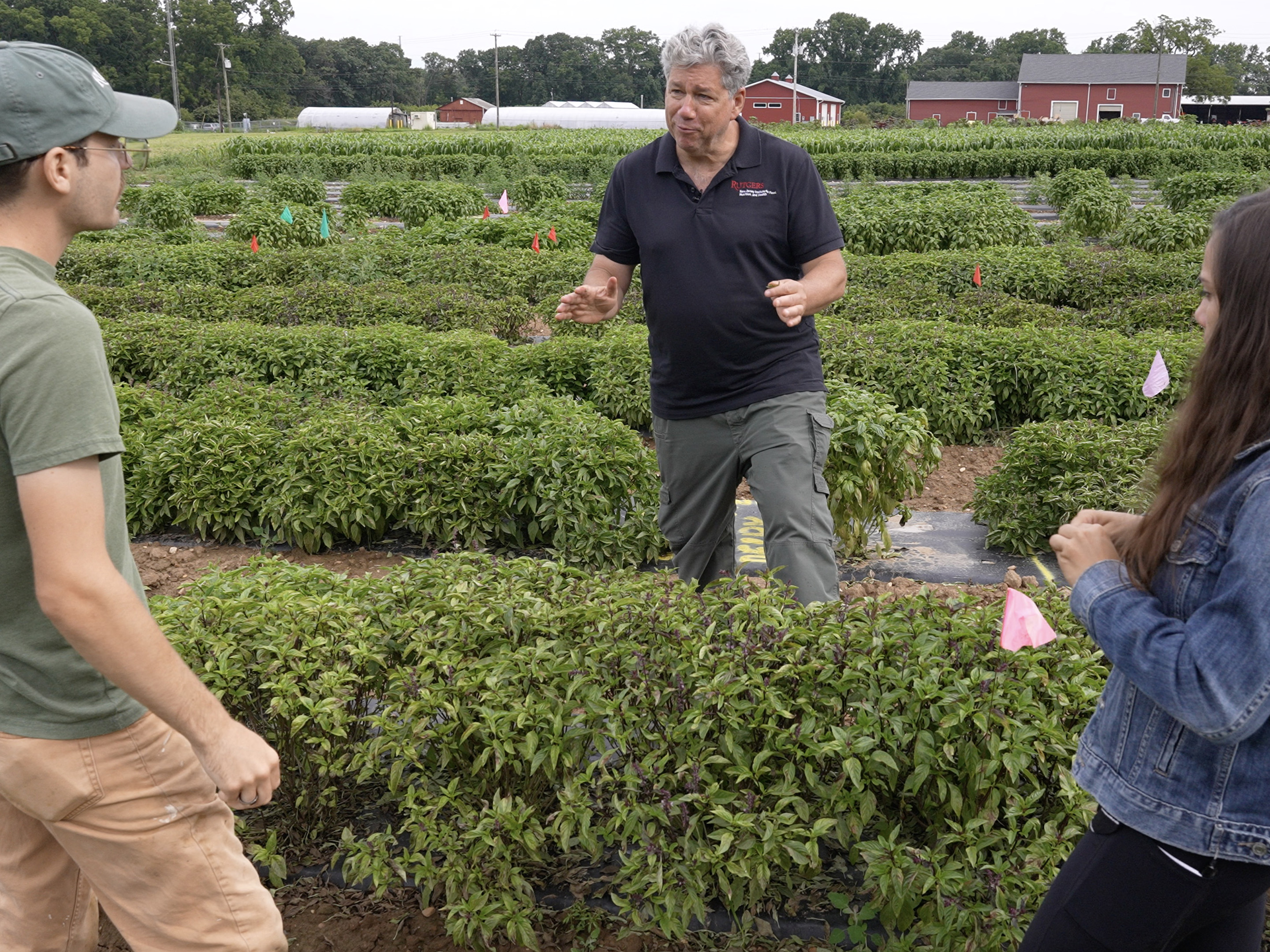 Rutgers Scientists Lead $3.2 Million Federal Grant to Develop Disease-Resistant Basil | Rutgers ...